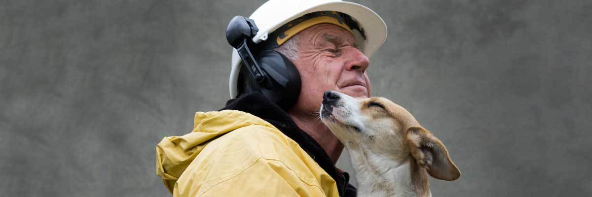 Animals and livestock in an emergency | Responding to an emergency ...