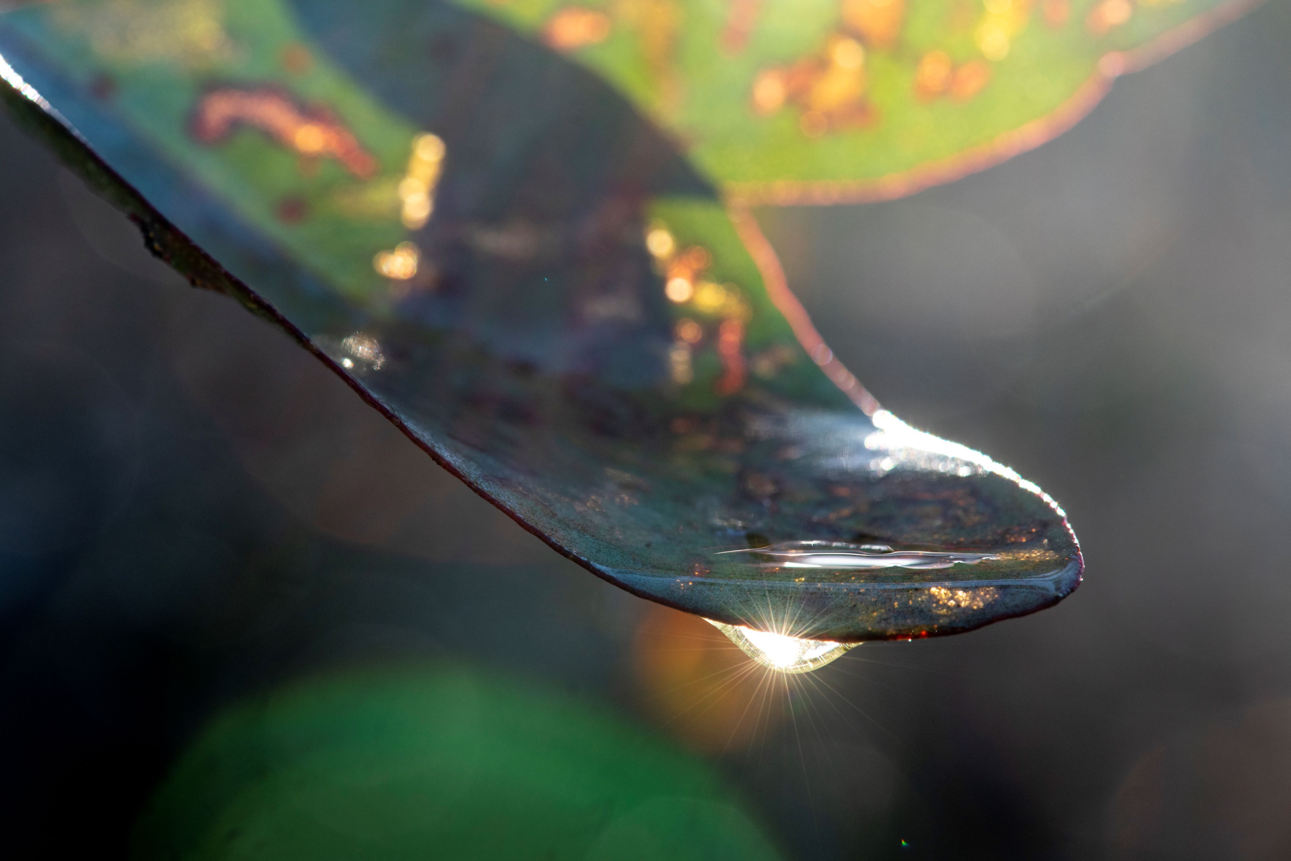 Climate change | Environment and sustainability | Mitchell Shire Council